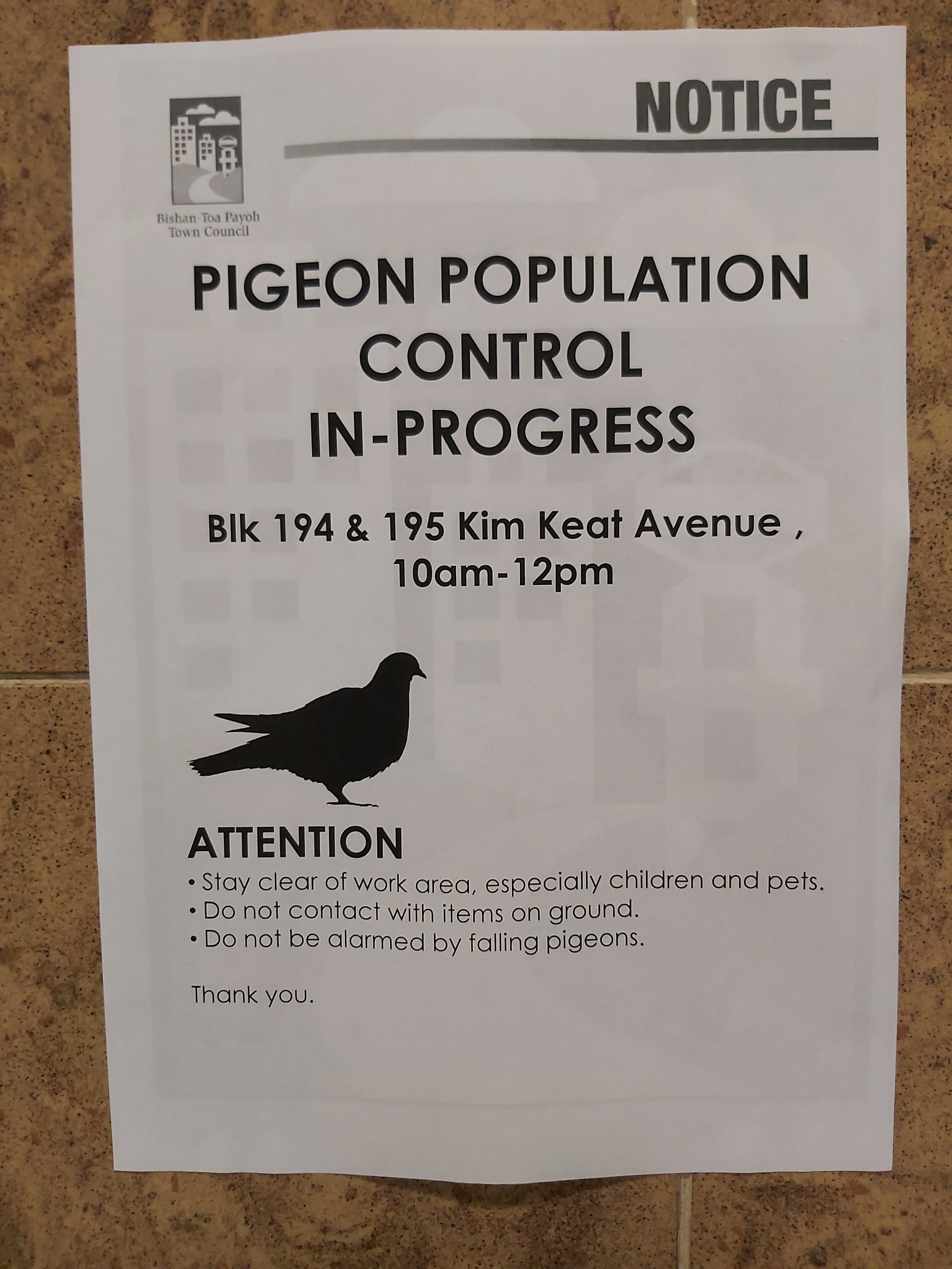 Pigeon population control aka pigeon culling… | Cats who teach me to fly...